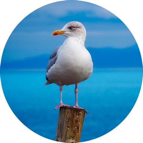 Autorin Rita Hansen Küstenkrimi Ostseekrimi Inselkrimi