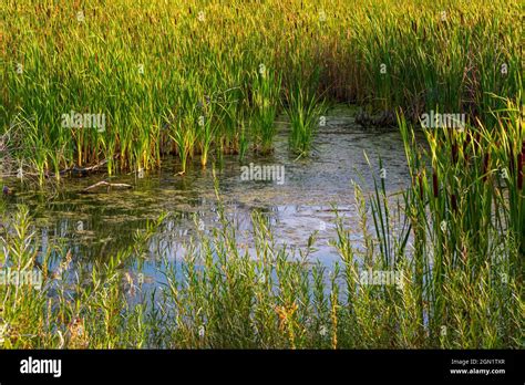 Broadleaf Cattail Marsh Typha Latifolia Showing Habitat For Various