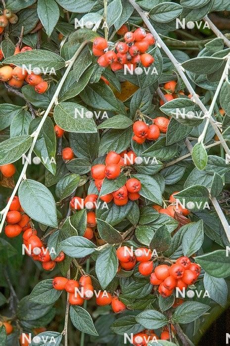 Cotoneaster Franchetii