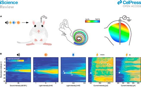 Figure 2 From En Route To Sound Coding Strategies For Optical Cochlear