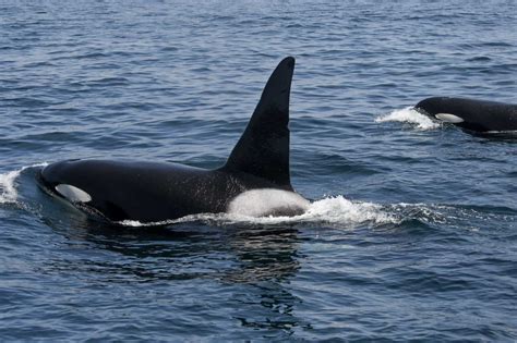 Nature Invasion Of The Killer Whales Season 33 Episode Pbs