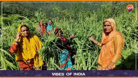Free Seeds Under Mukhyamantri Krishak Sathi Yojana Aid Women Farmers