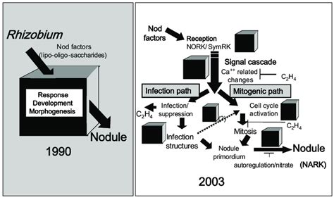 Nodulation As An Ontogenic Pathway Involving Multiple Plant Processes