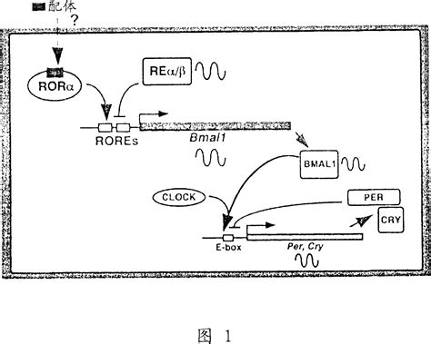 Ror Alpha For Promoting The Induction Of Bmal1 Expression Eureka