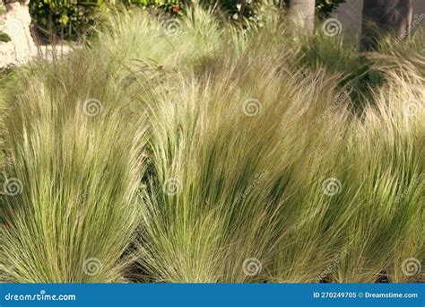 Nassella Tenuissima Or Mexican Feathergrass Ornamental Grass Plant
