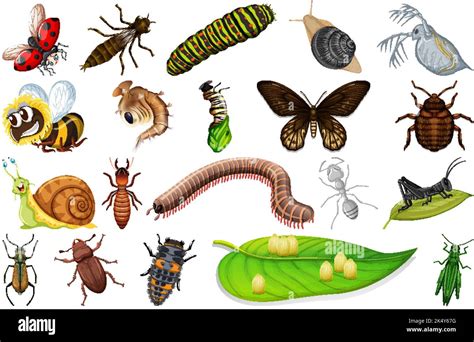 Different Kinds Of Insects Collection Illustration Stock Vector Image