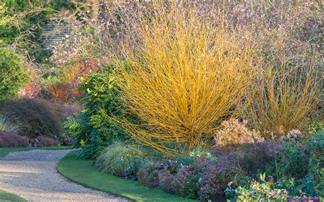 Gardens To Visit In Winter The English Garden