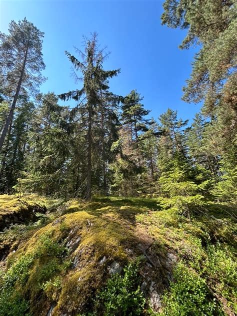 A Glimpse Of The Swedish Boreal Forests Medforest