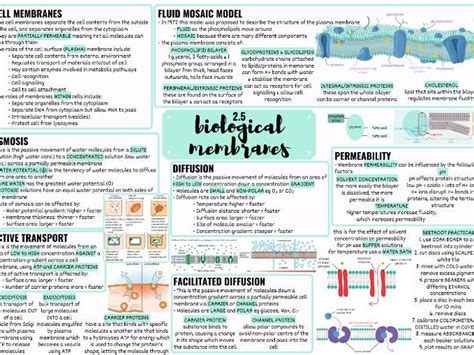 Ocr Alevel Biology Biological Membranes Mindmap Teaching Resources