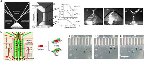 Controlling Biochemical Gradient In The Microenvironment Of Neural