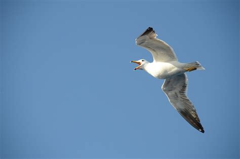 Seagull Bird Beak Free Photo On Pixabay