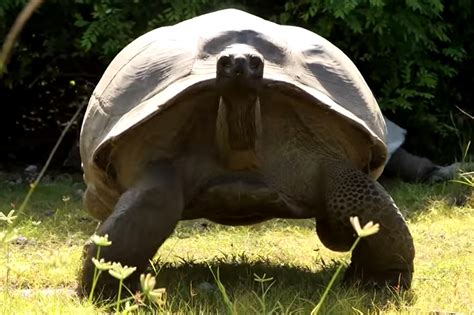 Explorer Interrupts Tortoise Sex Angry Male Slowly Charges
