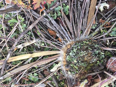 In Spidering Research Dr Leanda Mason And The World Famous Trapdoor