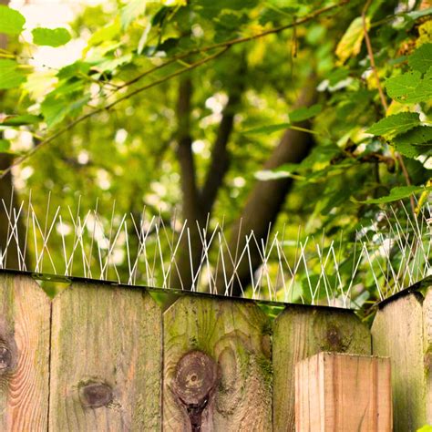 Squirrel Spikes Zero Squirrels