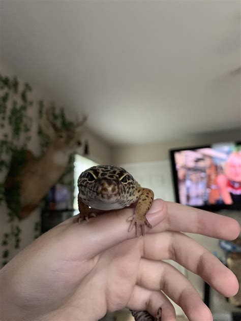 Shoutout to my best boy ever! : r/leopardgeckos