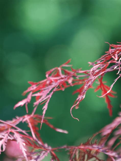 Plants Arboretum Outreach Center