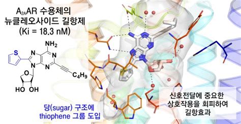 이화여대 교수팀 뉴클레오사이드 길항제 세계 최초 개발 파이낸셜뉴스