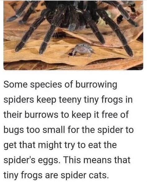 Tiny Spider Cats Rproperanimalnames