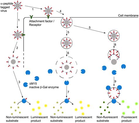 Schematic Overview Of Binding Left Internalization Middle And