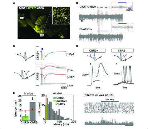 Cholinergic Neuron Cn Optotagging In The Basal Forebrain Bf A Download Scientific