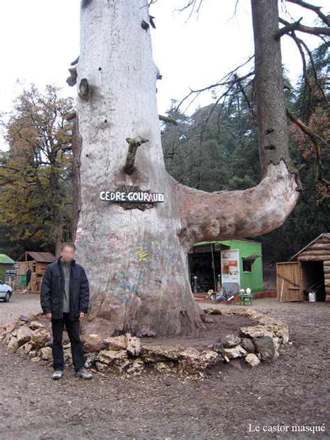Le Cèdre Gouraud Et La Cédraie Dazrou Maroc Les Têtards Arboricoles