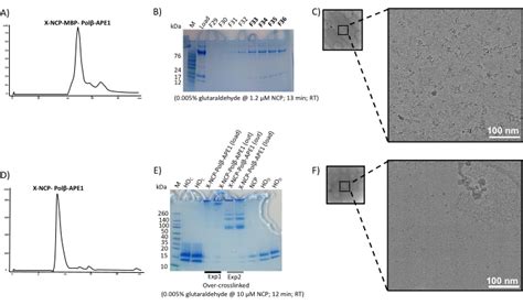 Preparation Of Nucleosome Core Particles Complexed With Dna Repair Factors For Cryo Electron