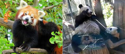 Difference Between Red Panda And Panda