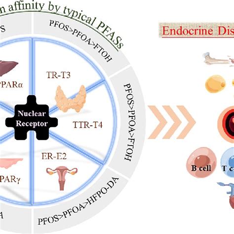 Endocrine Disrupting Effects Caused By Pfas Pfass Were Reported To Download Scientific Diagram