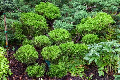 Green Beautiful Juniperus Pfizeriana Glauca With Aromatic Cones Growing In The Garden On Flower