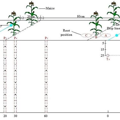 Graphical Representation Of Maize Plants And Sampling Positions In The