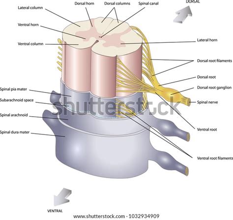 Central Nervous System Spinal Cord