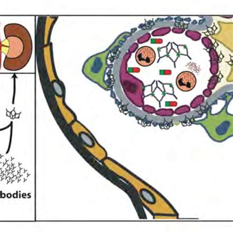 Maturation State Of Lymph Node Dc After Adoptive T Cell Transfer Dc Download Scientific