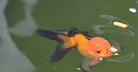 Grumpy Fish Album On Imgur