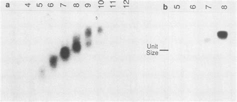 Sucrose Gradient Isolation Of The Element A Hybridization Patterns