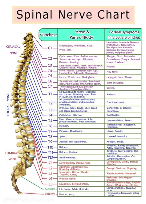 Chart Of The Spinal Nerve Print 5x7 Etsy Spinal Nerve Nerve