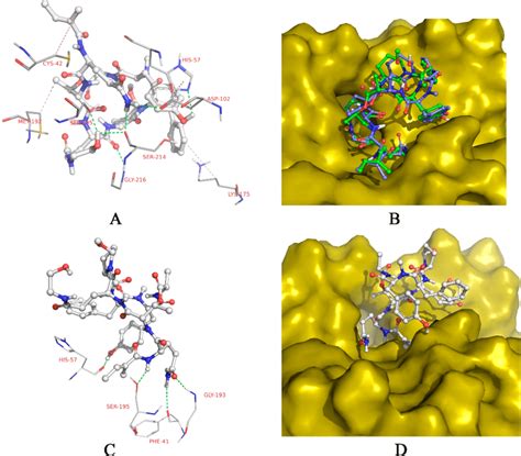 binding modes of ligands and α chymotrypsin by molecular docking