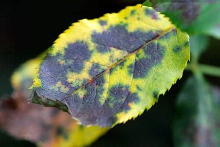 Rose Black Spot Rhs Gardening
