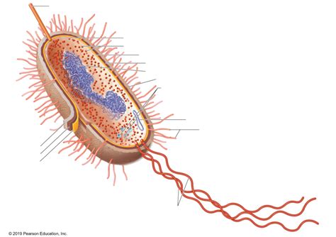 Fig Exam Diagram Quizlet