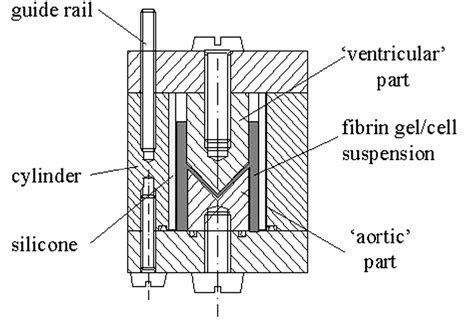 Figure 2 From Fibrin Gel Advantages Of A New Scaffold In