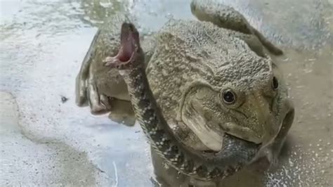 Viral Video ಜೀವಂತ ಹಾವನ್ನೇ ಗುಳುಂ ಗುಳುಂ ನುಂಗಿದ ಕಪ್ಪೆ Frog Eats Snake