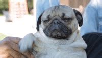 Pugs S Get The Best On Er Pugs S Get The Best On Er
