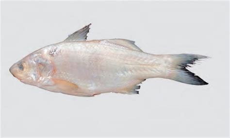 Polydactylus Sextarius Marine Biodiversity Portal Of Bangladesh