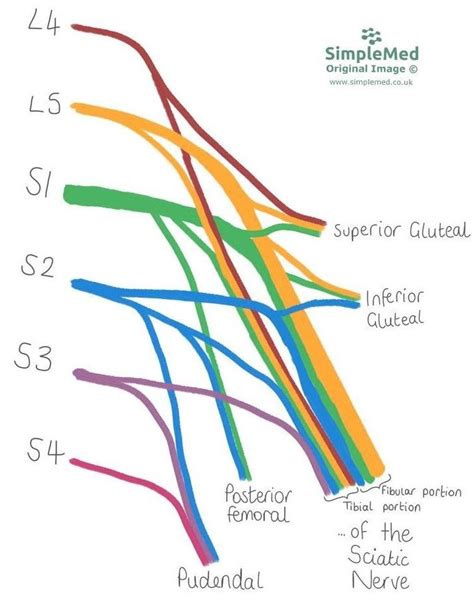 12 The Sacral Plexus Simplemed Learning Medicine Simplified