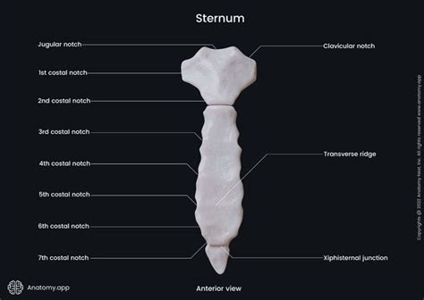 Xiphisternal Joint Wikism Sports Medicine Wiki