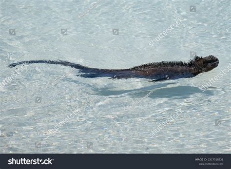 Marine Iguana Swimming