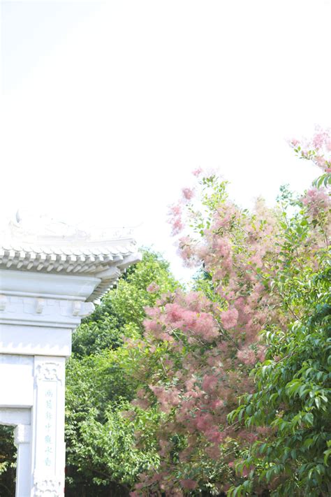 社教｜秋天红遍京城的黄栌，夏天长这样