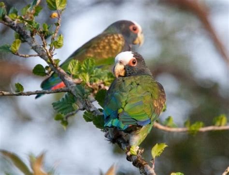 Especies De Maritacas Brasileiras Características Fotos E Nomes