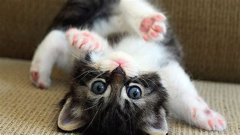 Funny Kitten Wallpapers 64 Pictures Wallpaperset
