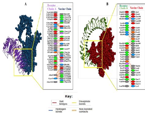 Analysis Of Ebv Immune Receptor Binding Conformation And Interaction Download Scientific