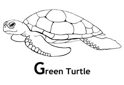 Green Sea Turtle Coloring Pages Turtle Outline Coloring Page Green